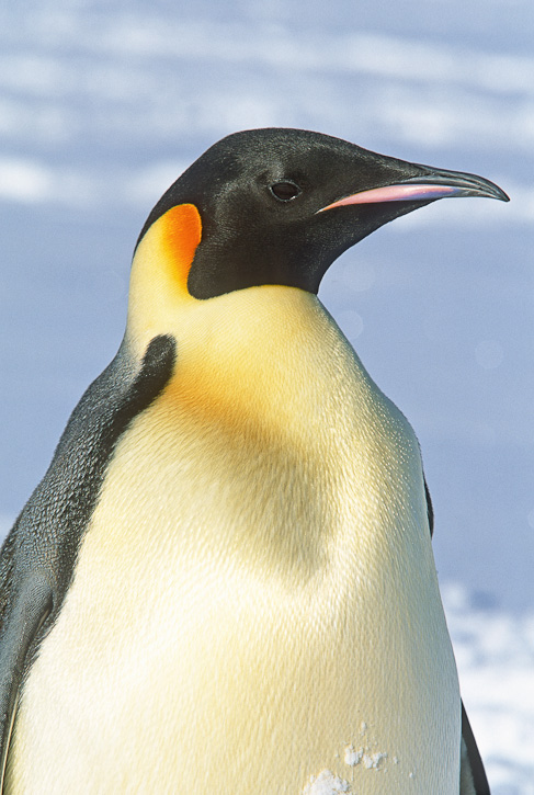 Emperor Penguin (Aptenodytes forsteri)