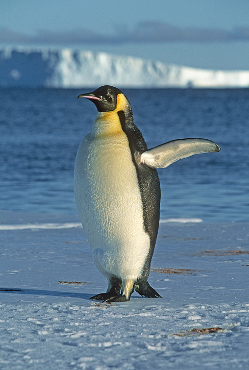 Emperor Penguin (Aptenodytes forsteri)