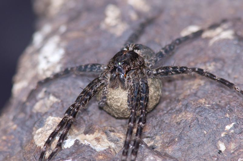 Fishing Spider (Dolomedes species)