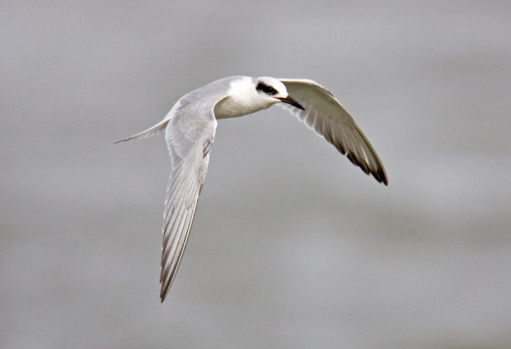 Forster's Tern (Sterna forsteri)
