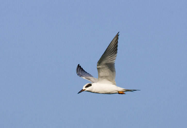 Forster's Tern (Sterna forsteri)
