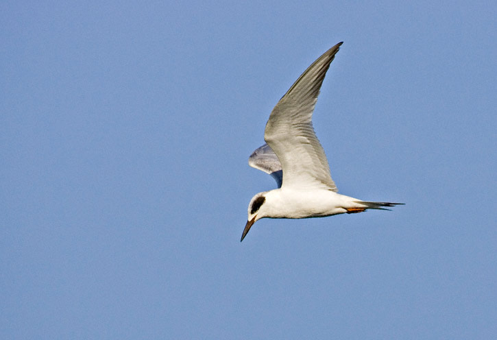 Forster's Tern (Sterna forsteri)