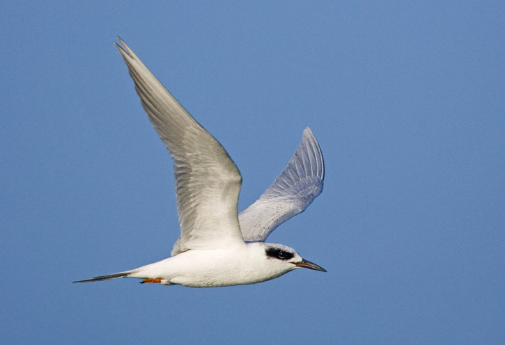 Forster's Tern (Sterna forsteri)