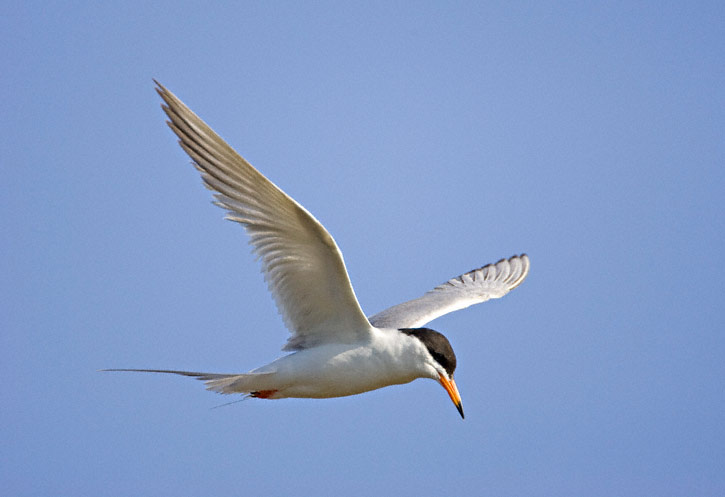Forster's Tern (Sterna forsteri)