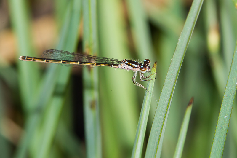 Fragile Forktail (Ischnura posita)