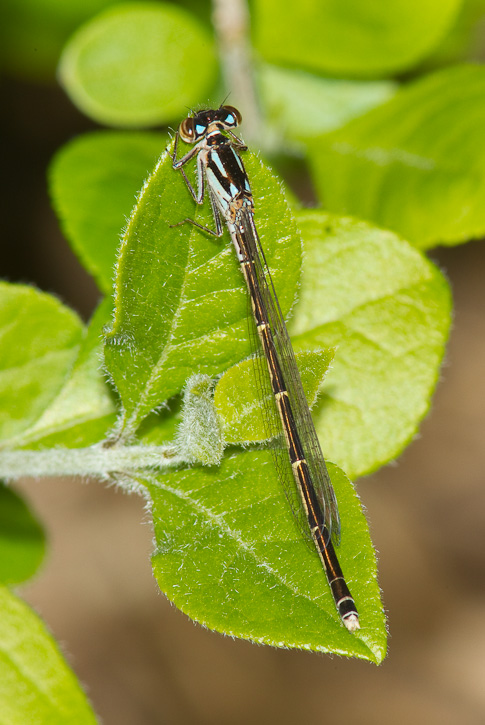 Fragile Forktail (Ischnura posita)
