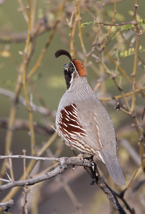 Gambel's Quail (Callipepla gambelii)