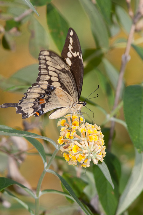 Giant Swallowtail (Papilio cresphontes)