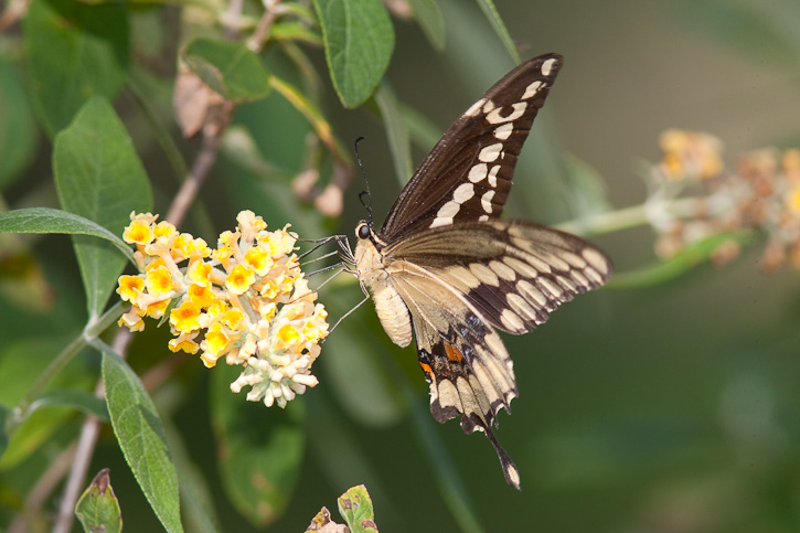 Giant Swallowtail (Papilio cresphontes)