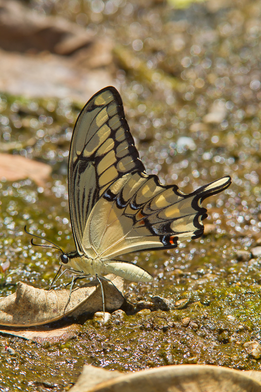Giant Swallowtail (Papilio cresphontes)