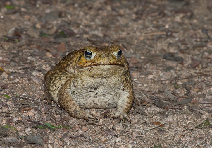 Giant Toad (Rhinella marinus) AKA Marine Toad, Cane Toad, Giant ...