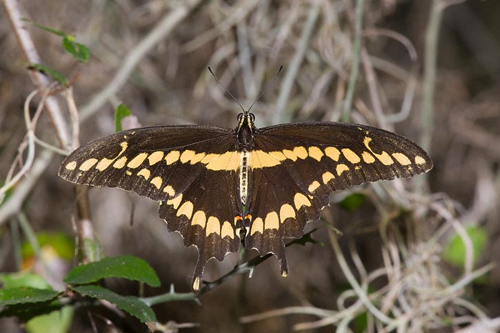 Giant Swallowtail (Papilio cresphontes)