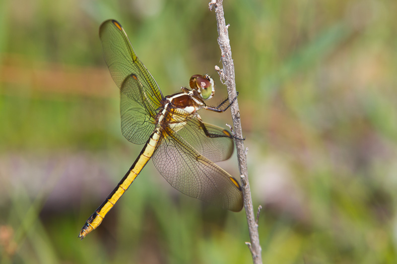 Golden-winged Skimmer (Libellula auripennis)