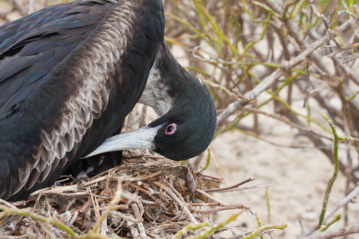 Great Frigatebird (Fregata minor)