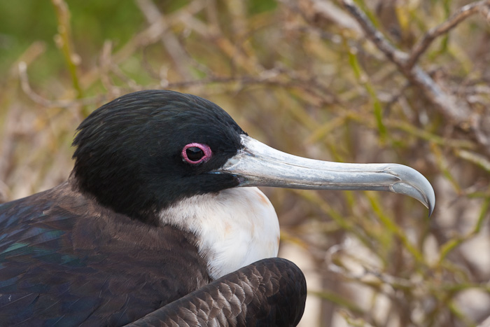 Great Frigatebird (Fregata minor)