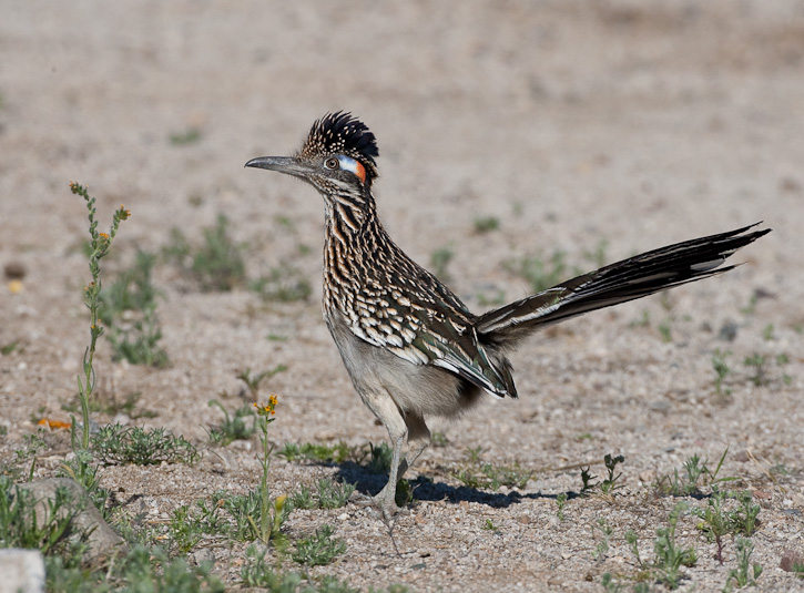Greater Roadrunner (Geococcyx californianus)
