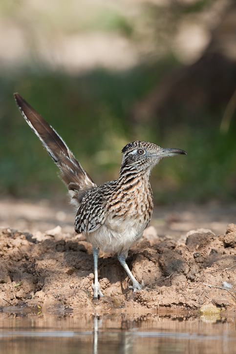Greater Roadrunner (Geococcyx californianus)