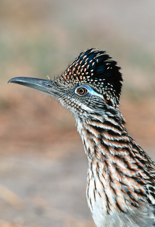 Greater Roadrunner (Geococcyx californianus)