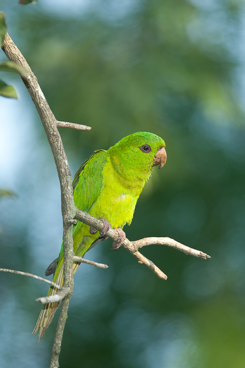 Green Parakeet (Aratinga holochlora)