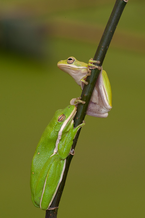 Green Treefrog (Hyla cinerea)