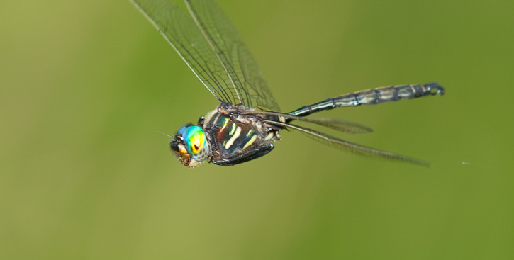 Hine's Emerald (Somatochlora hineana)