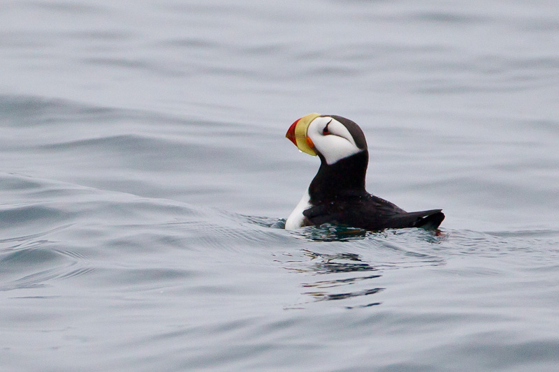 Horned Puffin (Fratercula corniculata)