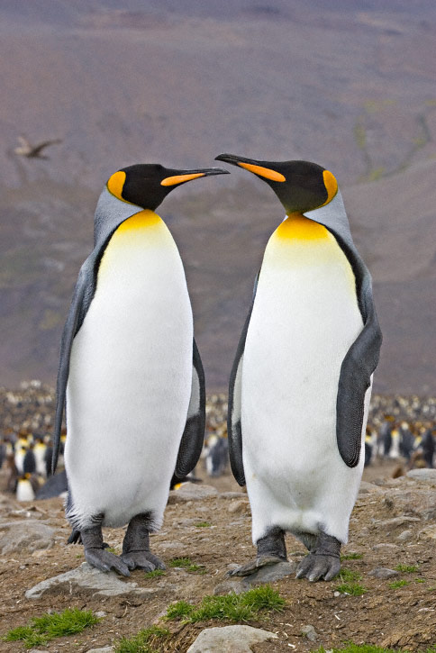 King Penguin (Aptenodytes patagonicus)