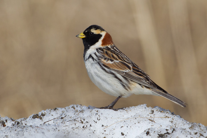 Lapland longspur - Alchetron, The Free Social Encyclopedia