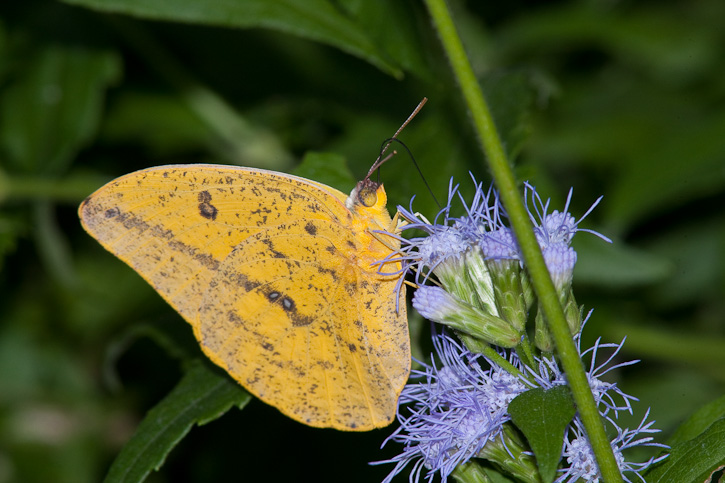 Large Orange Sulphur (Phoebis agarithe)