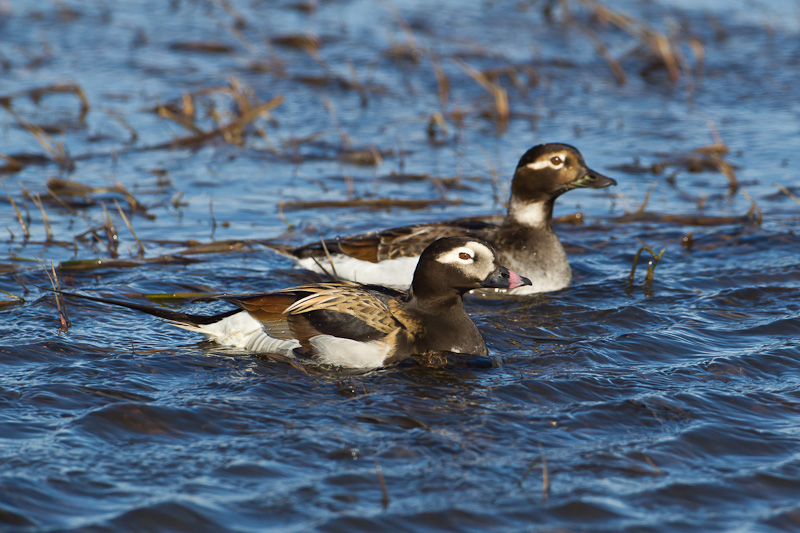 Long-tailed Duck (Clangula hyemalis) AKA Oldsquaw