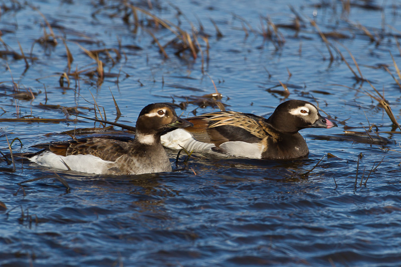 Long-tailed Duck (Clangula hyemalis) AKA Oldsquaw