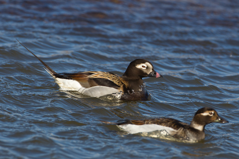 Long-tailed Duck (Clangula hyemalis) AKA Oldsquaw
