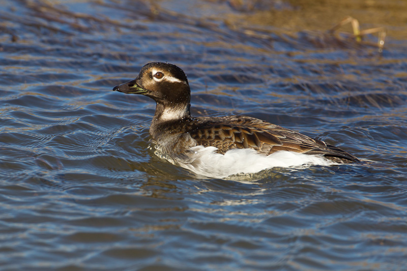 Long-tailed Duck (Clangula hyemalis) AKA Oldsquaw