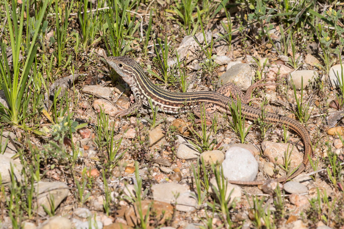 Common Spotted Whiptail (Cnemidophorus gularis)