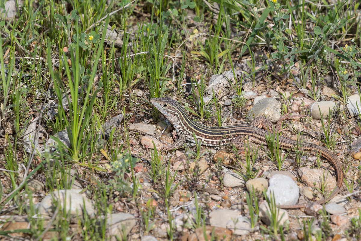 Common Spotted Whiptail (Cnemidophorus gularis)