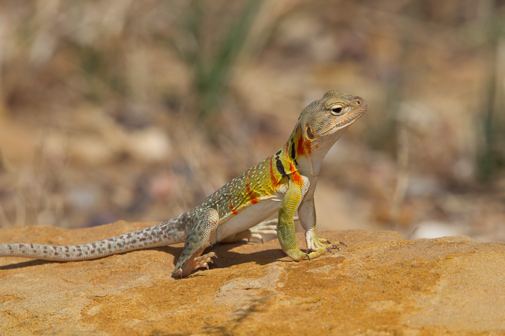 Eastern Collared Lizard (Crotaphytus collaris)