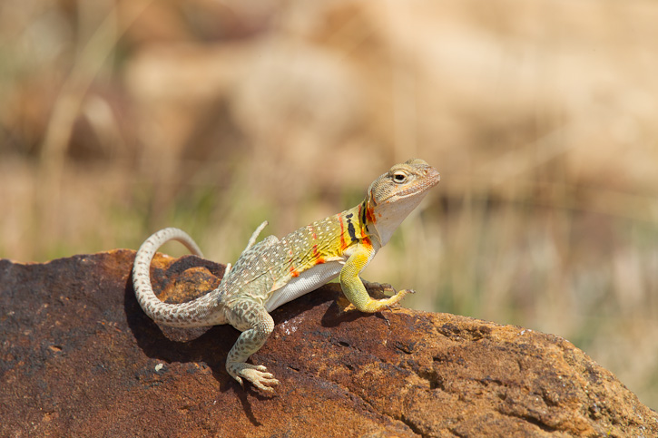 Eastern Collared Lizard (Crotaphytus collaris)