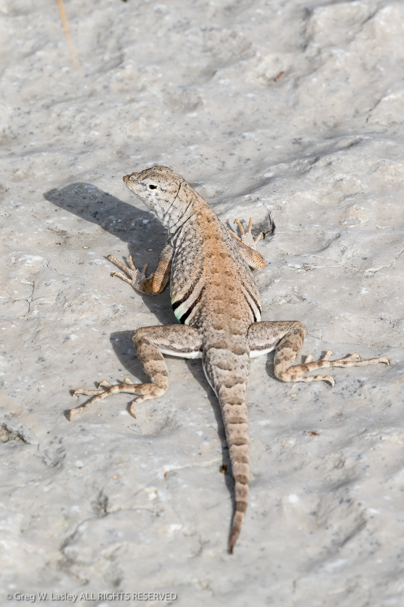 Greater Earless Lizard (Cophosaurus texanus)