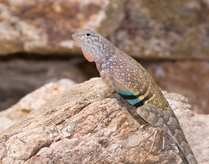 Greater Earless Lizard (Cophosaurus texanus)