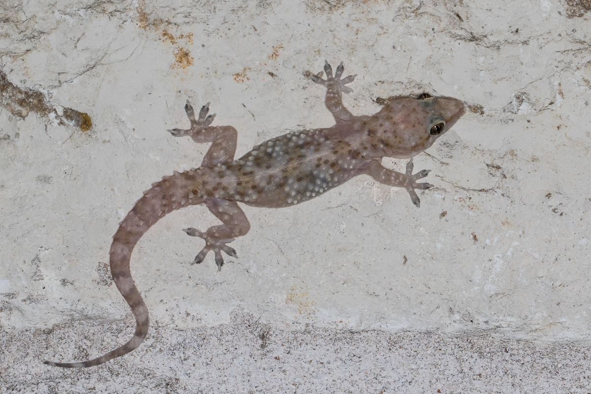Mediterranean Gecko (Hemidactylus turcicus)