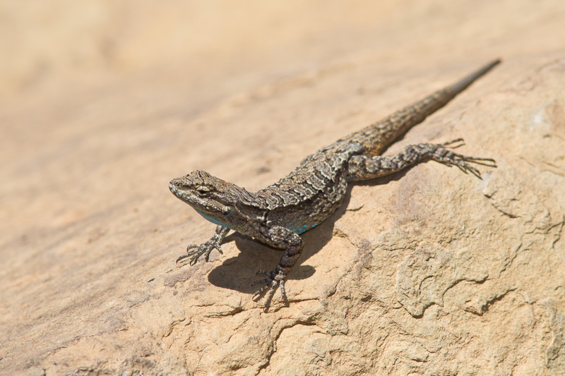 Ornate Tree Lizard (Urosaurus ornatus)