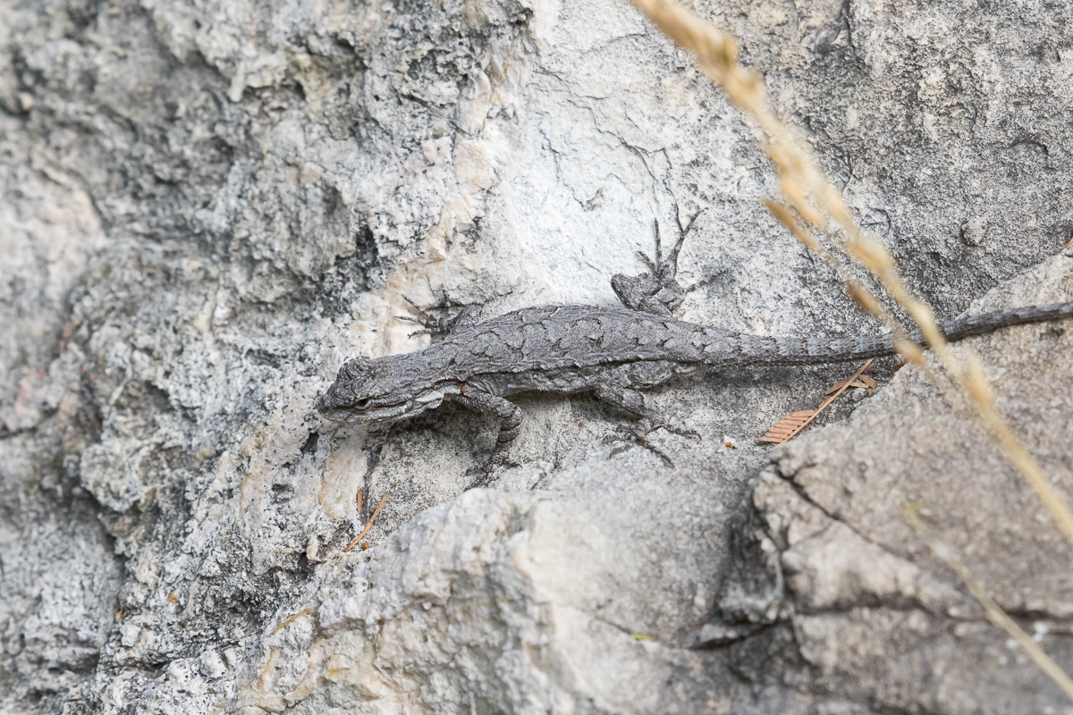 Ornate Tree Lizard (Urosaurus ornatus)