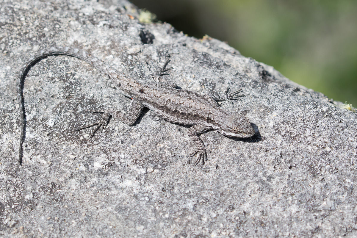 Ornate Tree Lizard (Urosaurus ornatus)