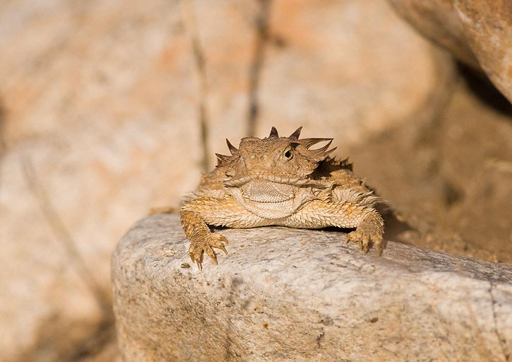 Regal Horned Lizard (Phrynosoma solare)