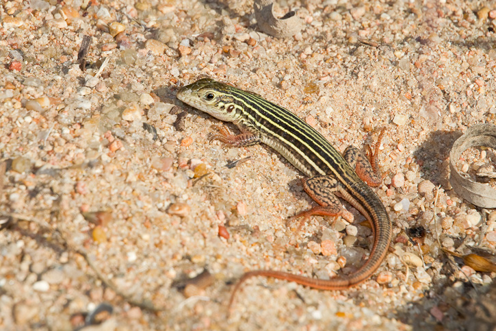 Common Spotted Whiptail (Cnemidophorus gularis)