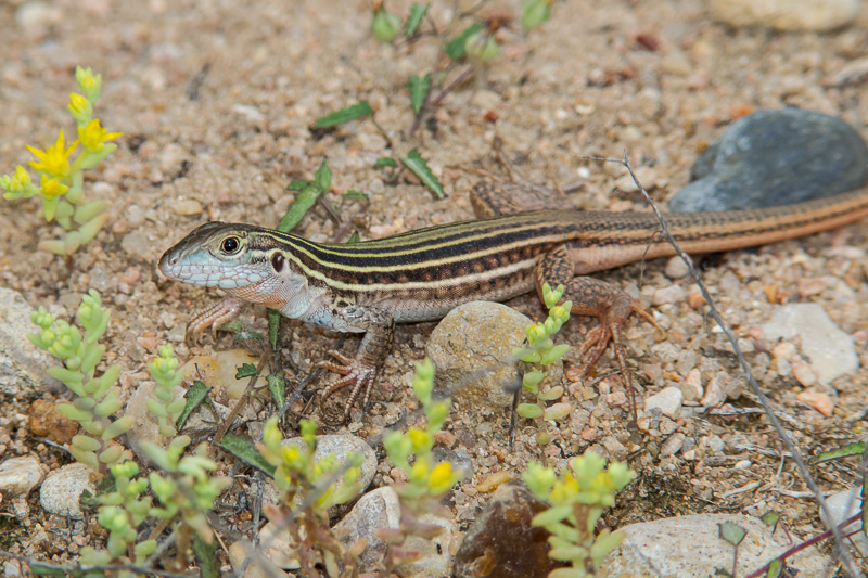 Common Spotted Whiptail (Cnemidophorus gularis)
