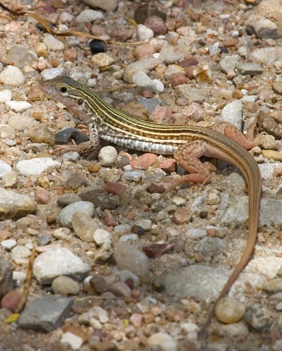 Common Spotted Whiptail (Cnemidophorus gularis)