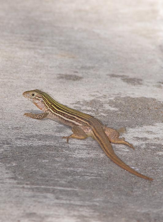 Common Spotted Whiptail (Cnemidophorus gularis)
