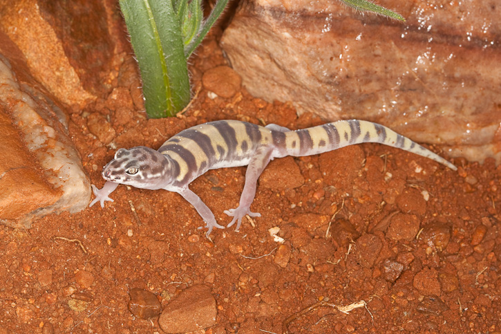Western Banded Gecko (Coleonyx variegatus) AKA Tucson Banded Gecko ...