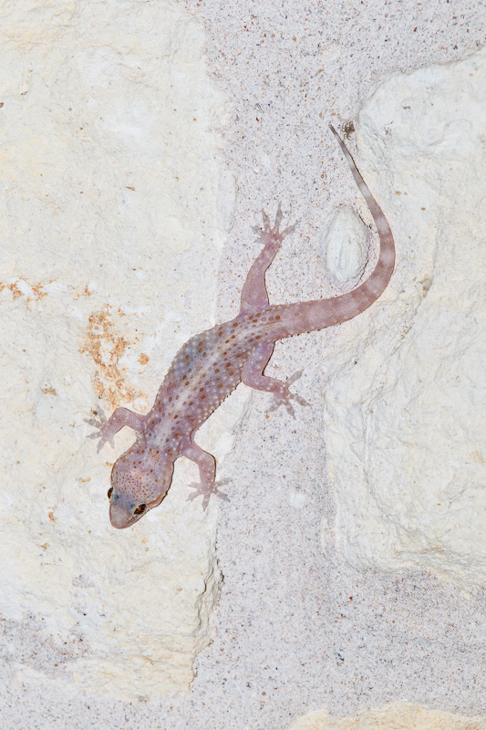 Mediterranean Gecko (Hemidactylus turcicus)